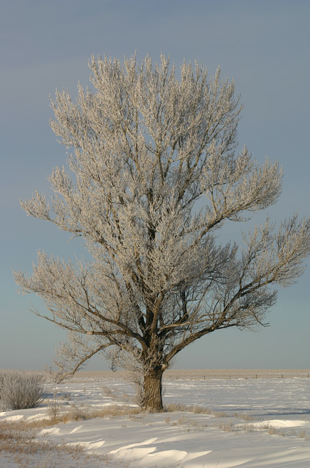 The Lone Tree | GoHere Destinations