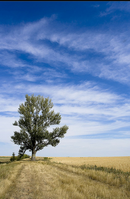 The Lone Tree | GoHere Destinations